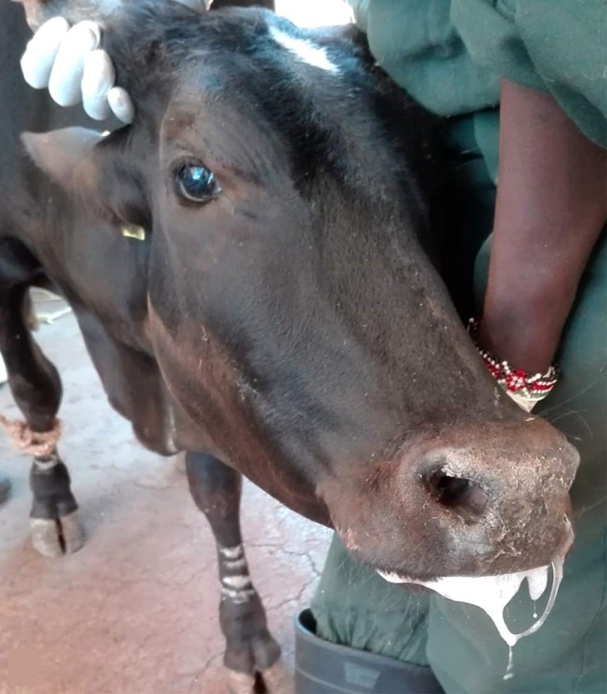 Contagious Bovine Pleuropneumonia Cbpp Vaccine 100 Doses