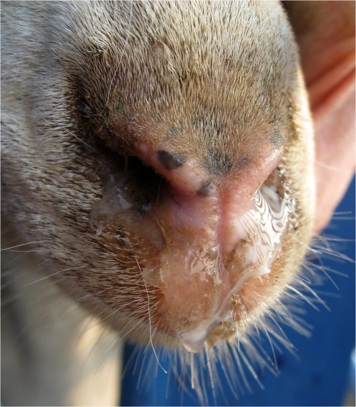 Contagious Caprine Pleuropneumonia CCPP Vaccine 50 Doses