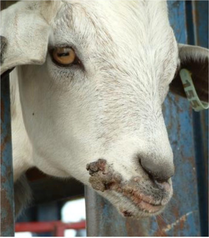 Contagious Pustular Dermatitis ORF Vaccine 100 Doses