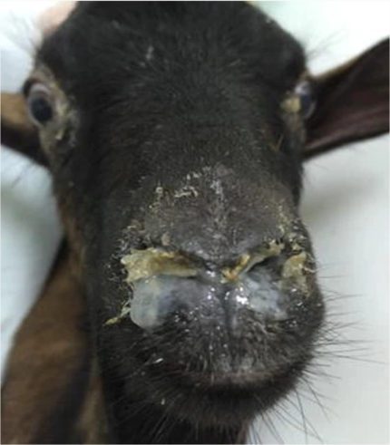 Peste des Petits Ruminants PPR Vaccine 100 Doses