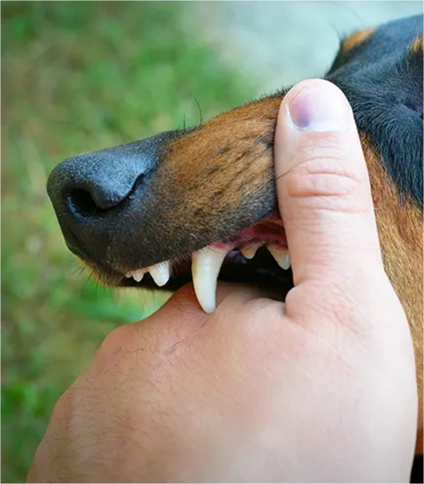 Rabies Disease Vaccine 1 Dose