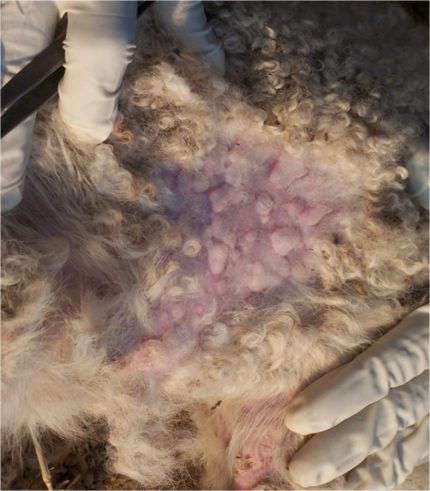 Sheep and Goat Pox Vaccine 100 Doses