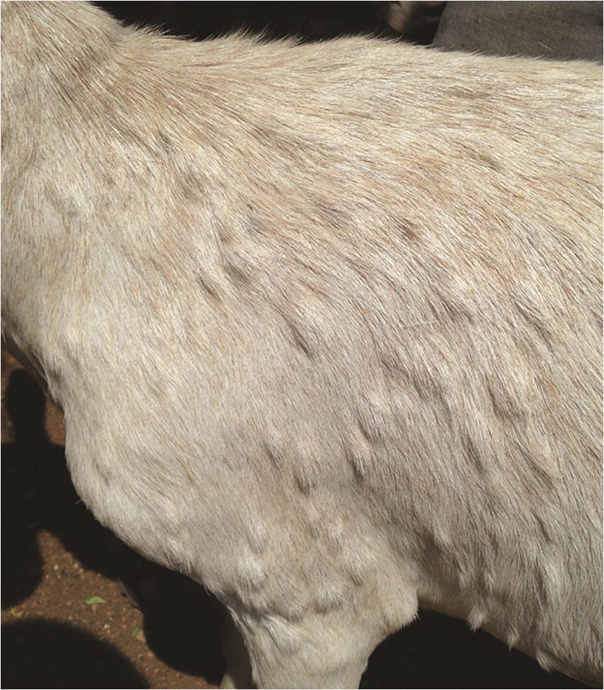 Sheep And Goat Pox Vaccine 100 Doses
