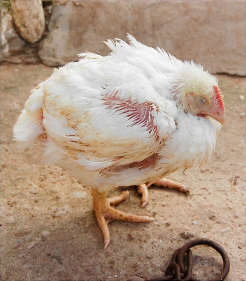 Gumboro Vaccine 200 Doses